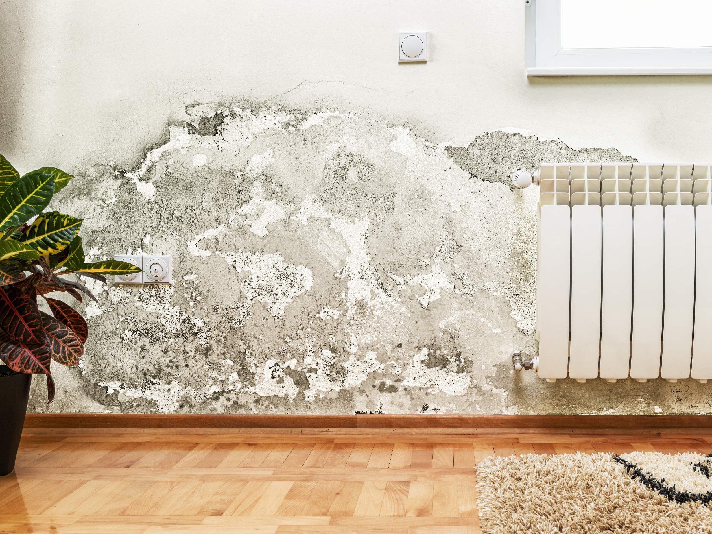 Everything you need to know about internal damp | CJ Hole
